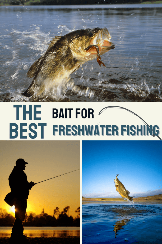 The Best Bait for Freshwater Fishing - Castaways On The River
